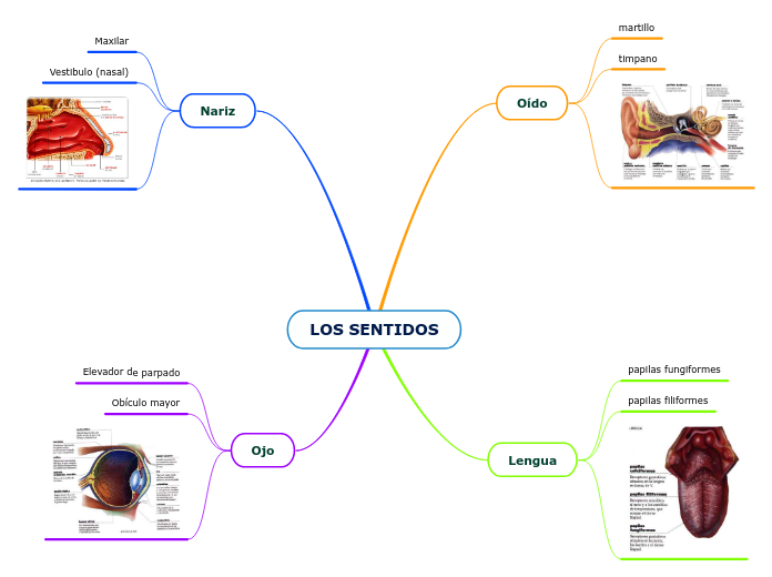 LOS SENTIDOS - Mind Map